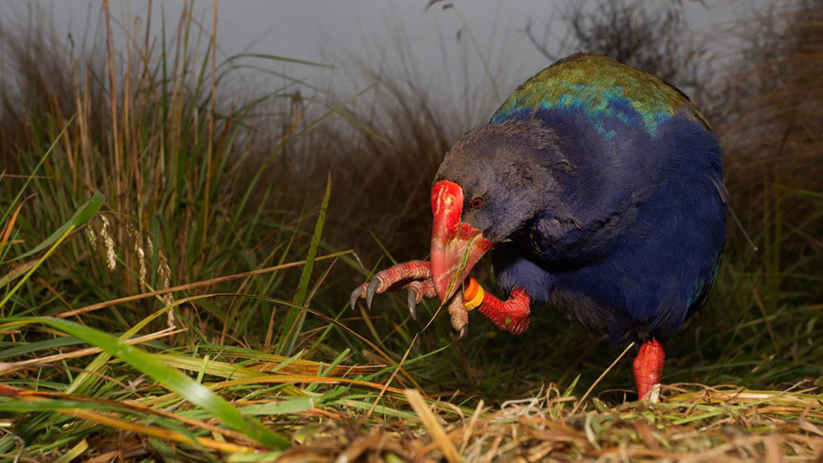 Takahē | Southland, New Zealand