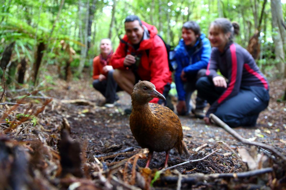 Weka | Southland, New Zealand