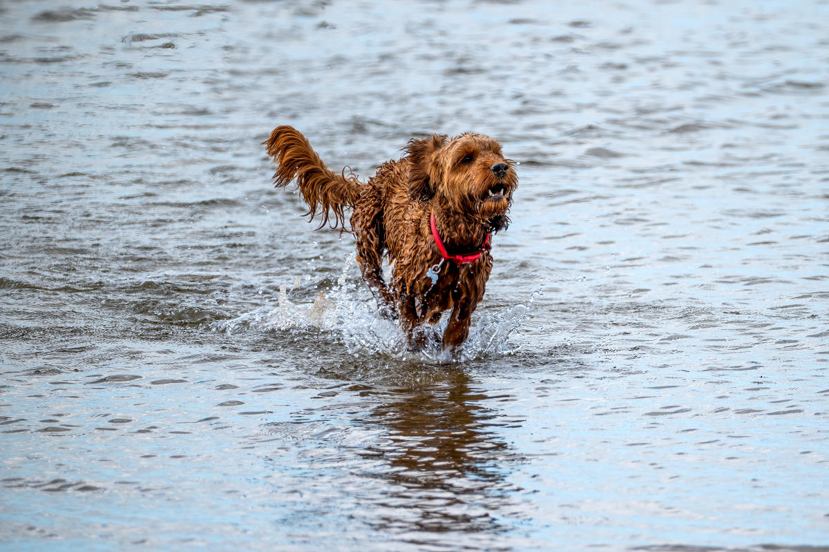 Is Formby Beach Dog Friendly