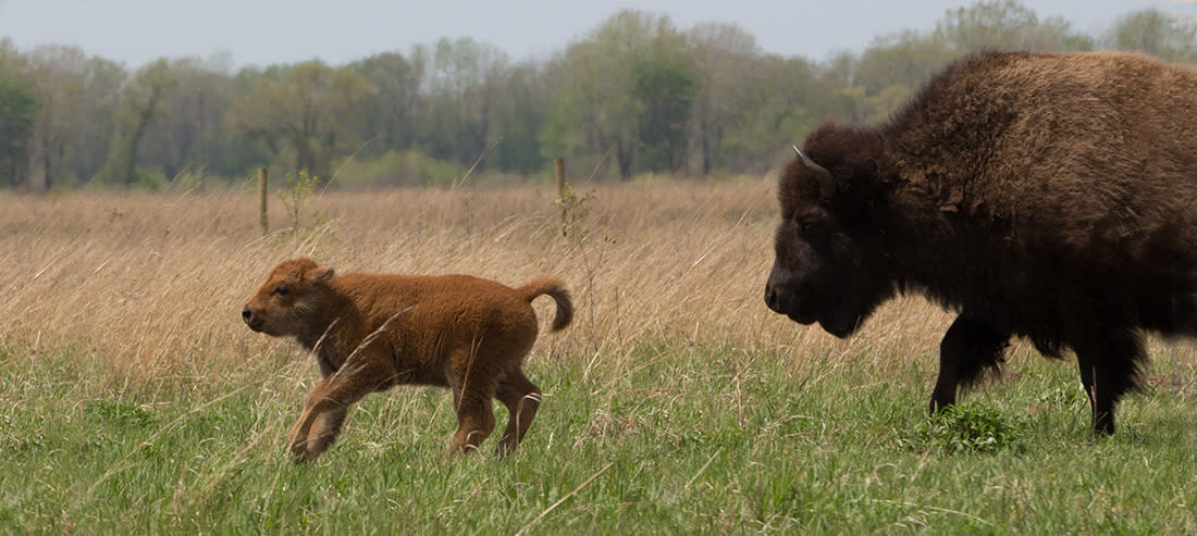 Bison at Kankakee Sands | Northwest Indiana Great Outdoors