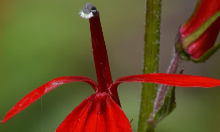 Kankakee Sands | Northwest Indiana Nature Conservatory