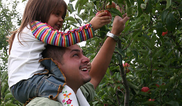 County Line Orchard in Northwest Indiana | Apple Picking