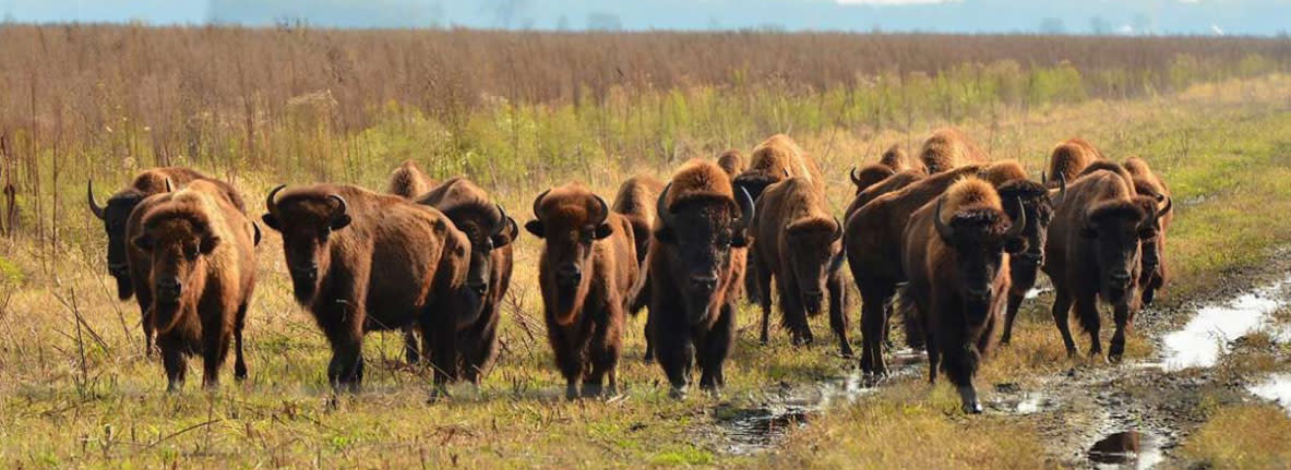 Bison at Kankakee Sands in Northwest Indiana | See the Bison