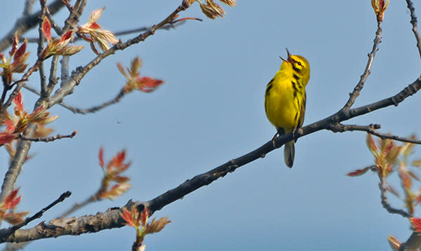 Indiana Dunes Bird Watching | Birding in Northwest Indiana
