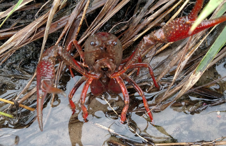 Kankakee Sands | Northwest Indiana Nature Conservatory