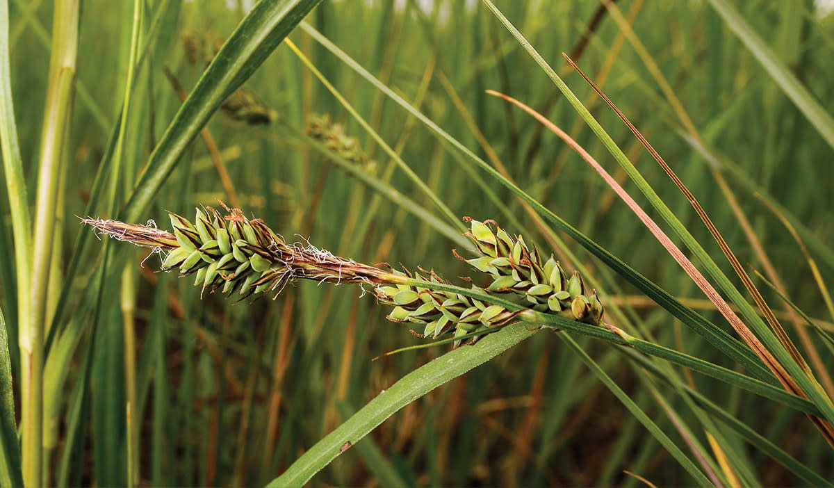 Nature Notes: Leaning In - Dark-Scaled Sedge at Kankakee Sands