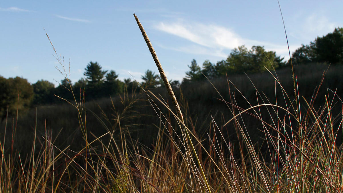 South Shore Indiana | Dune Ridge @ Indiana Dunes National Park