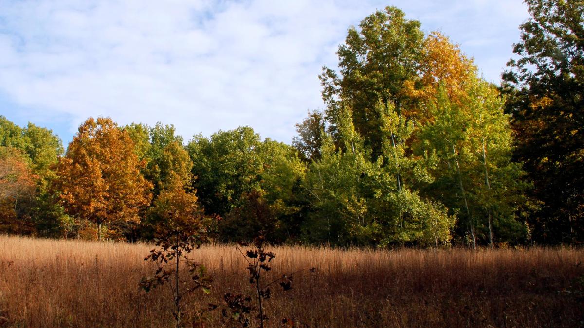 South Shore Indiana | Glenwood Dune Trails @ Indiana Dunes National Park
