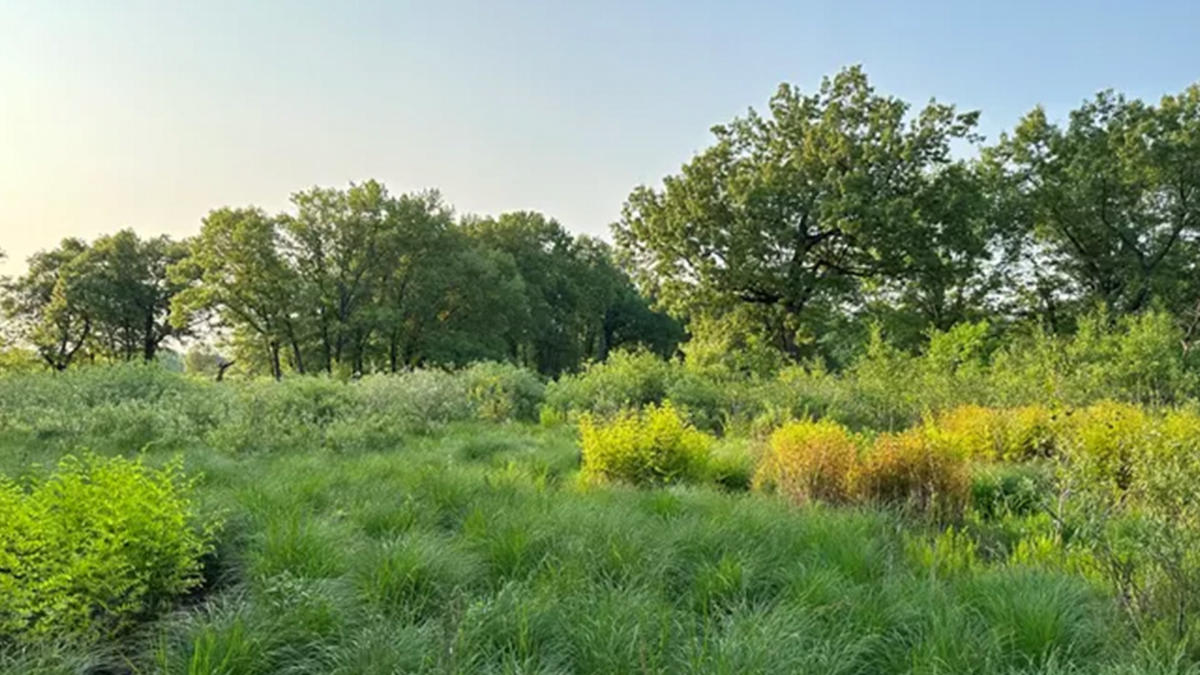 South Shore Indiana | Hoosier Prairie Trails @ Indiana Dunes National Park