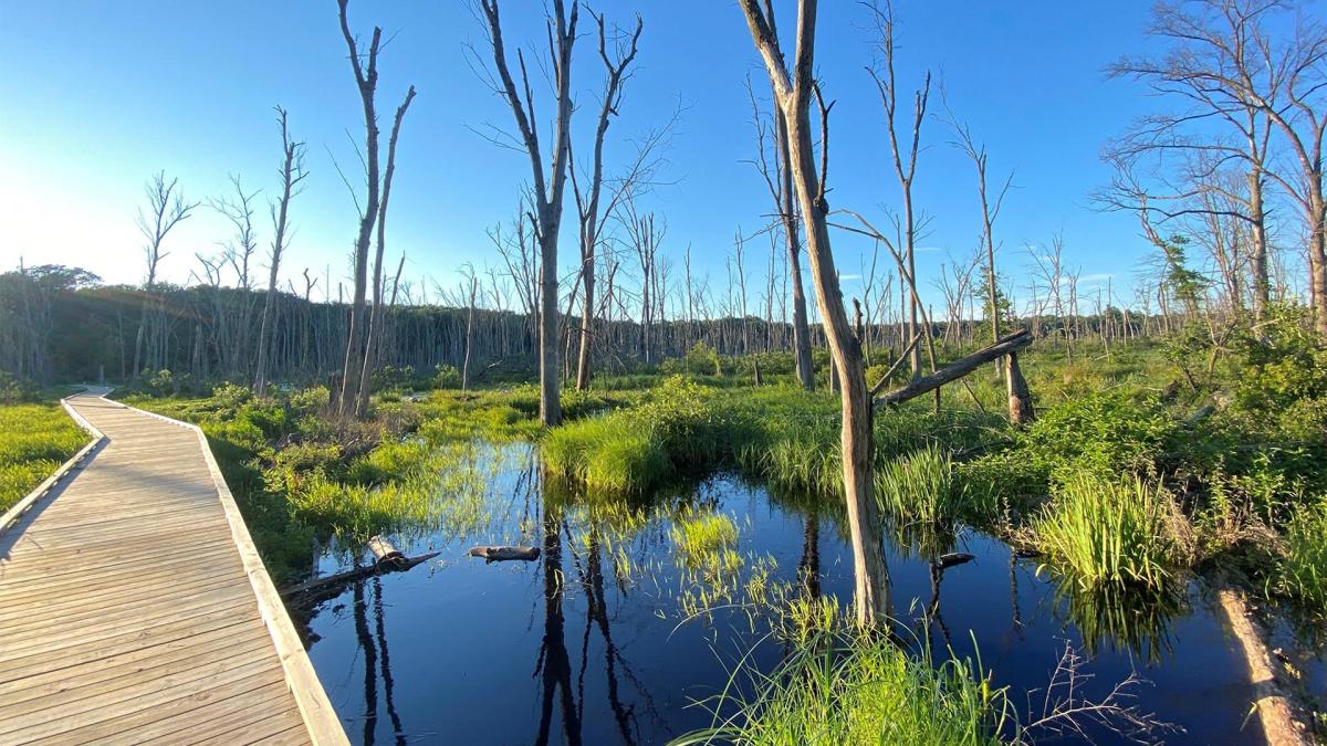 South Shore Indiana | Trail 2 @ Indiana Dunes State Park