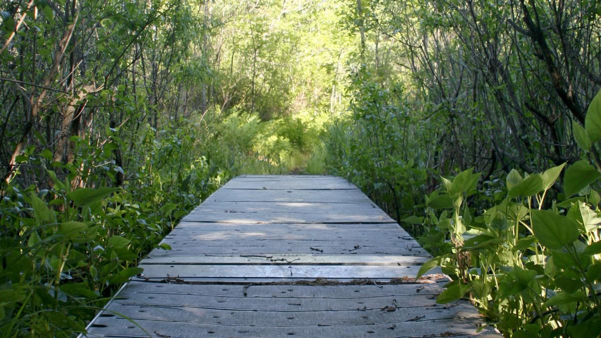 South Shore Indiana | Pinhook Bog Trails @ Indiana Dunes National Park