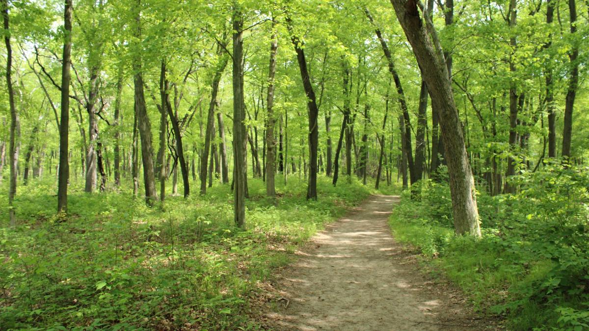 South Shore Indiana | Trail 10 @ Indiana Dunes State Park