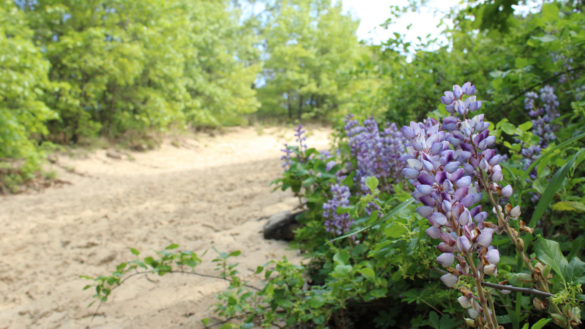 South Shore Indiana | Trail 8 @ Indiana Dunes State Park