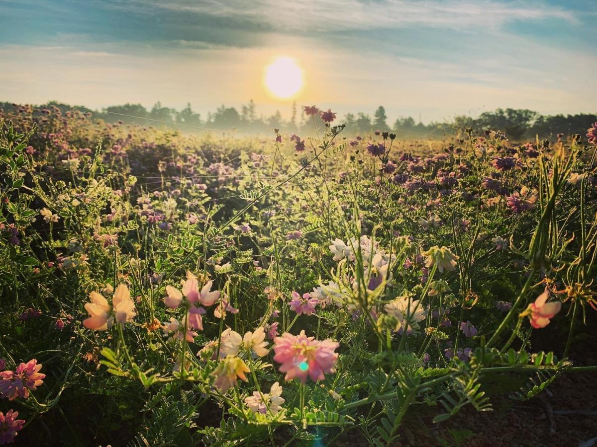 Stevens Point Area | Blog | Where to Find Wildflowers