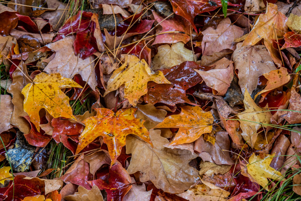 Stevens Point Area | Blog | Insiders Guide: Fall Color Routes