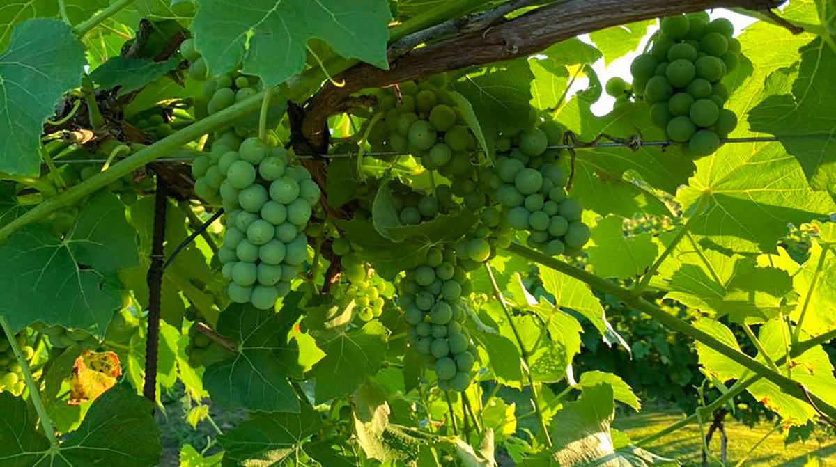 Grape Picking at Rock Ridge Vineyard in the Stevens Point Area