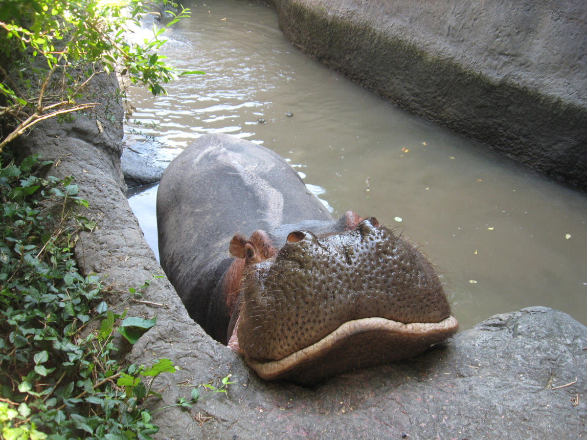 Dickerson Park Zoo Announces Reopening Plans