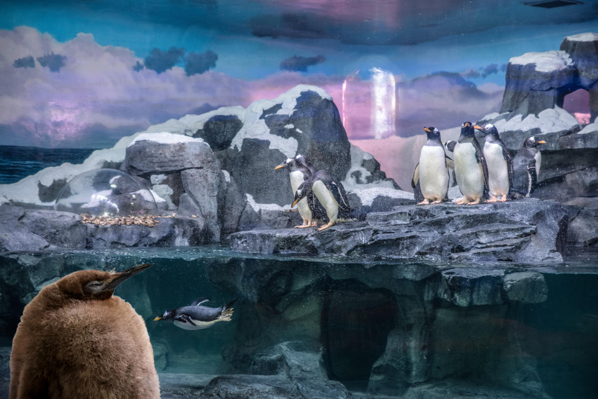 Where We'd Take Pesto The Penguin in Springfield, Missouri