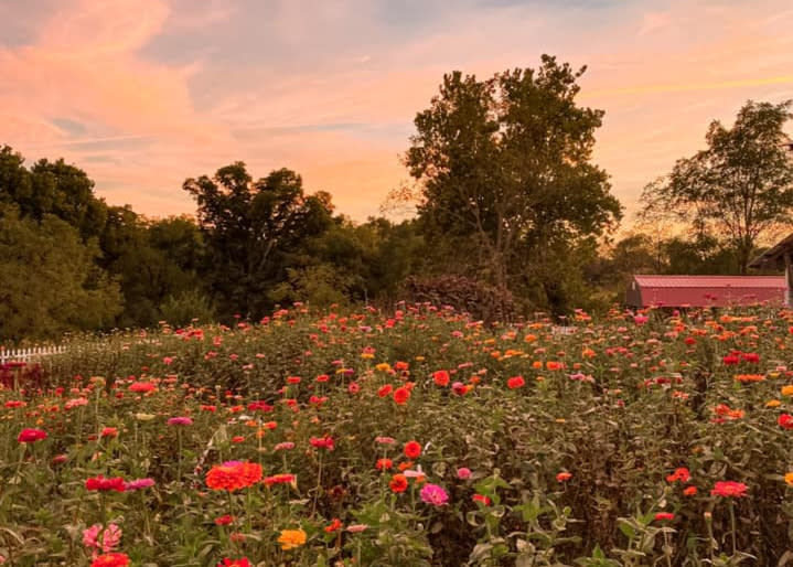 Farms To Visit In Springfield Area | Springfield, MO