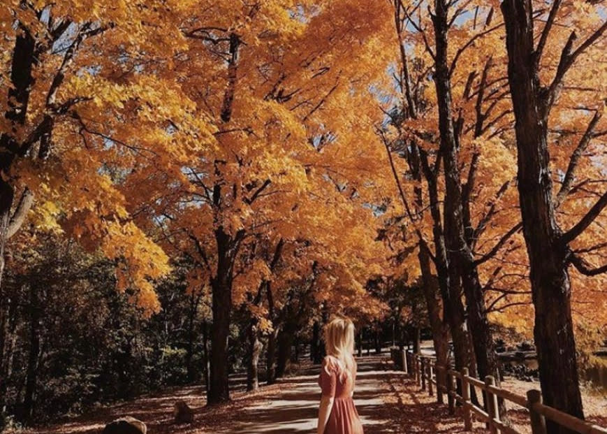 View Beautiful Fall Foliage At These 15+ Spots Around Springfield ...