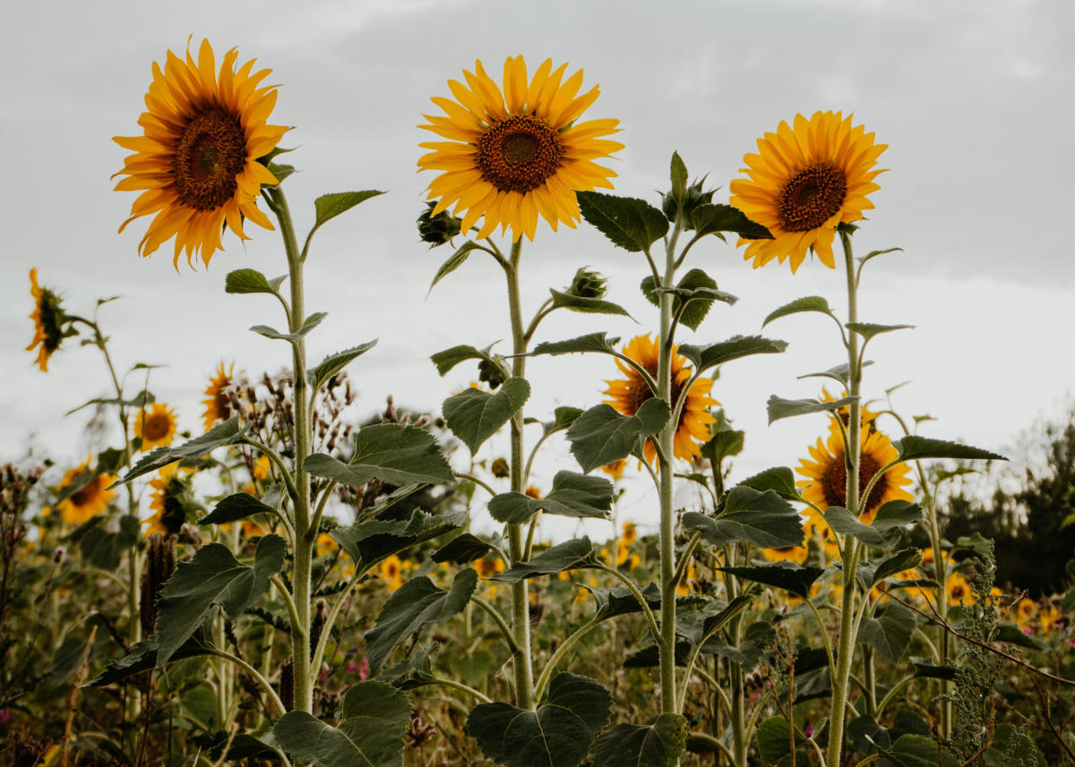You Have To Visit This Missouri Sunflower Field Next To A Winery