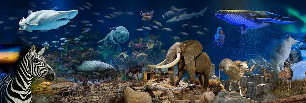 Wonders of Wildlife: Take a Journey Around the World