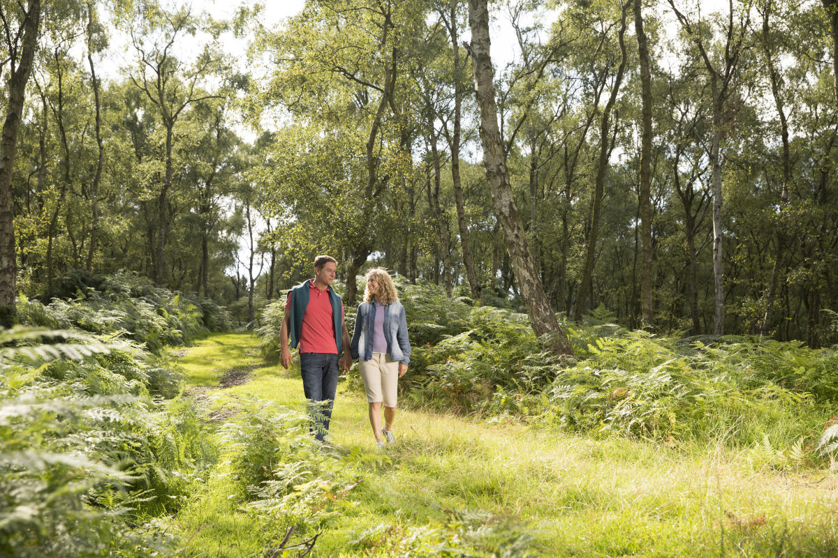 Cannock Chase Forest in Staffordshire