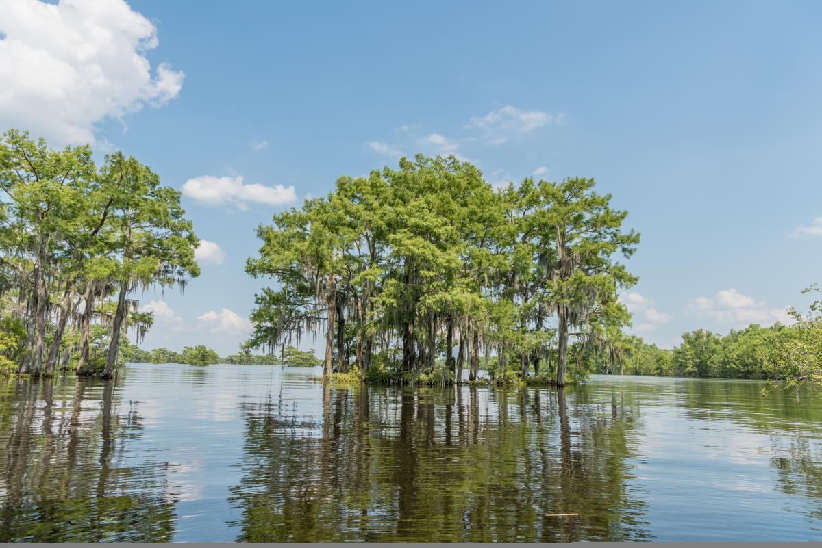 Atchafalaya Basin
