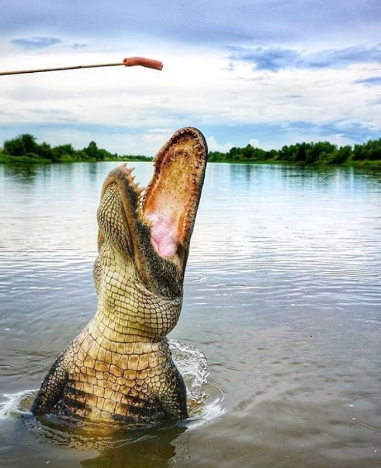 Swamp Tours offer wild break from Bourbon Street