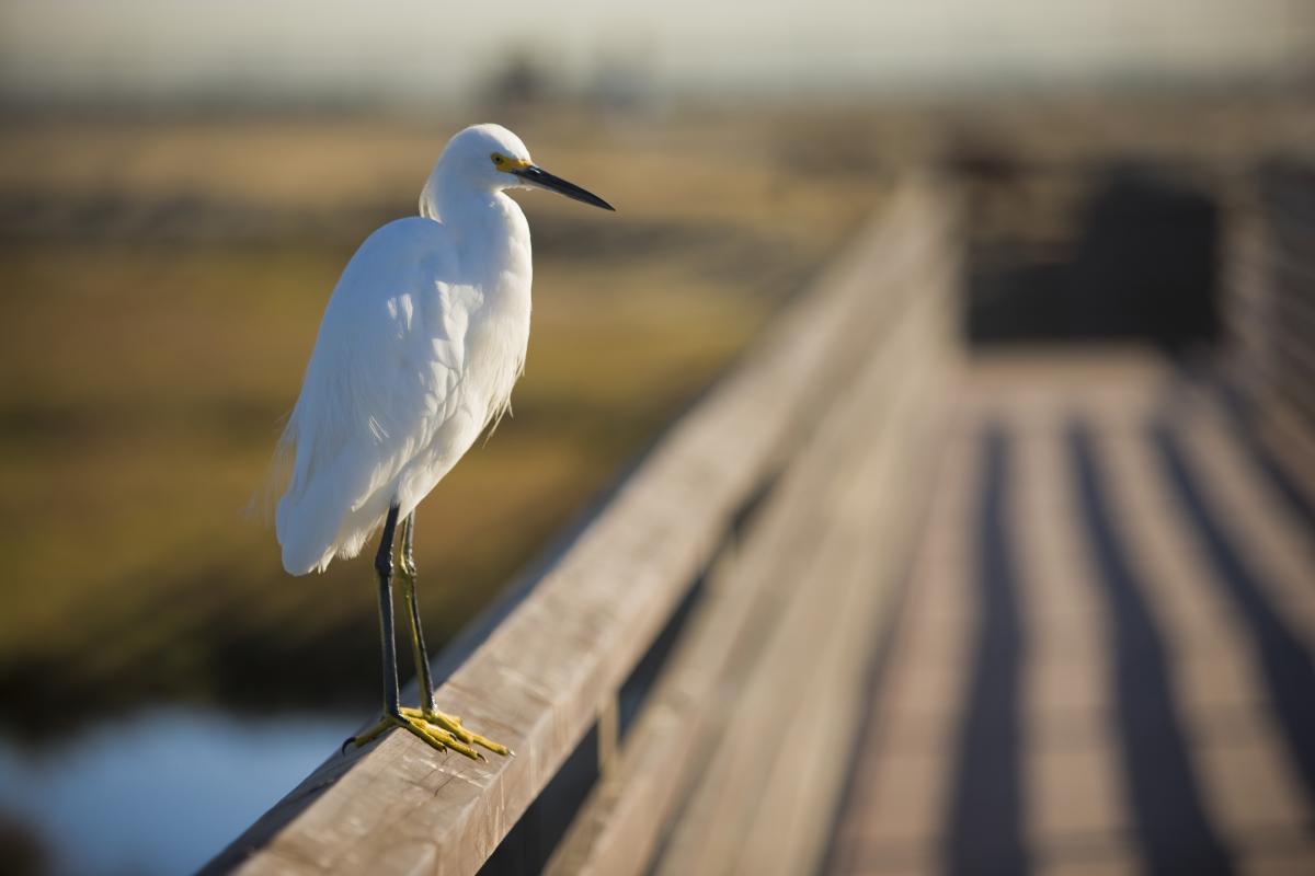 Birdwatching