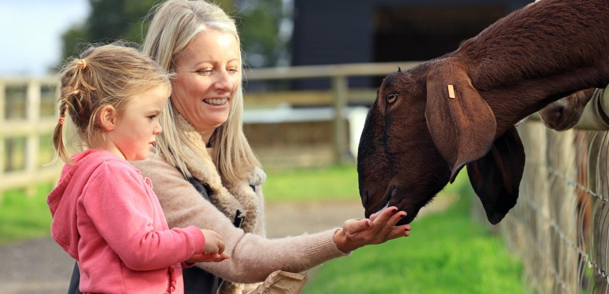 Animal attractions in Surrey - Visit Surrey