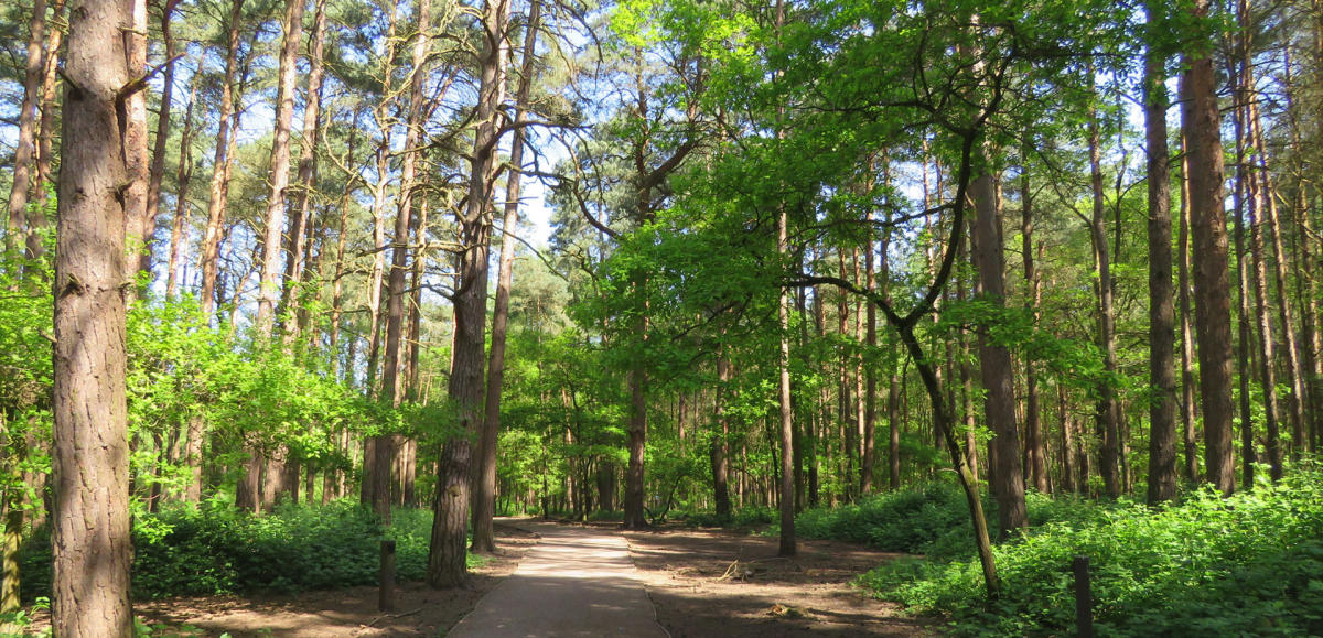 The Surrey Countryside | Visit Surrey