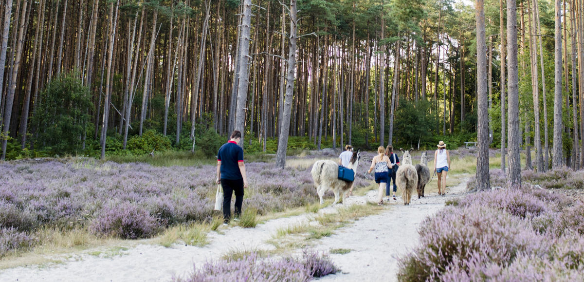 Car Free Days out in Waverley, Surrey | Visit Waverley