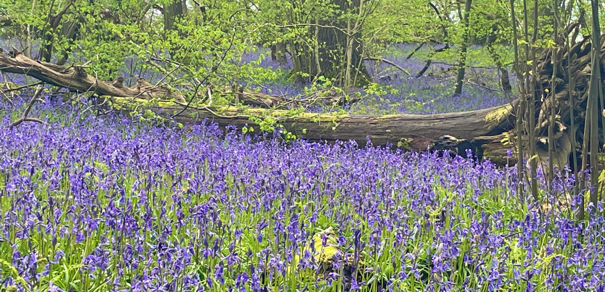 Guide to the best places to see Spring Flowers in Surrey | Visit Surrey