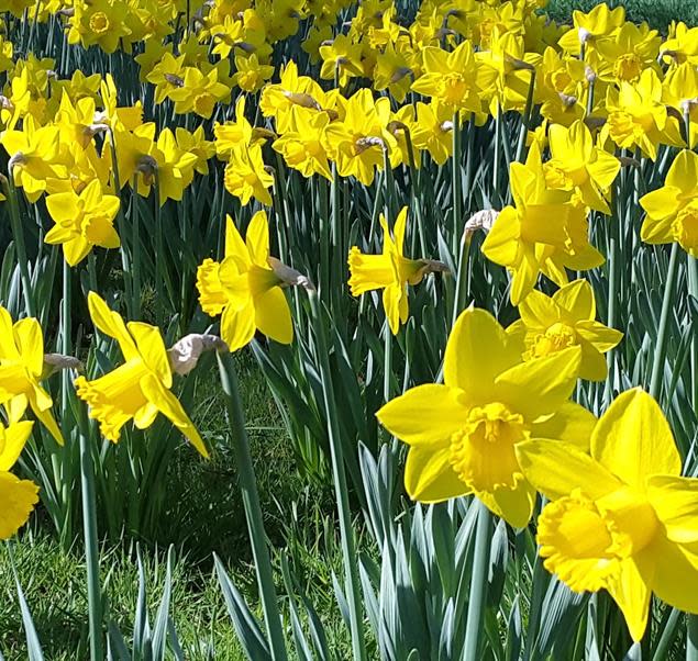 Things to do in Surrey this Spring | Visit Surrey