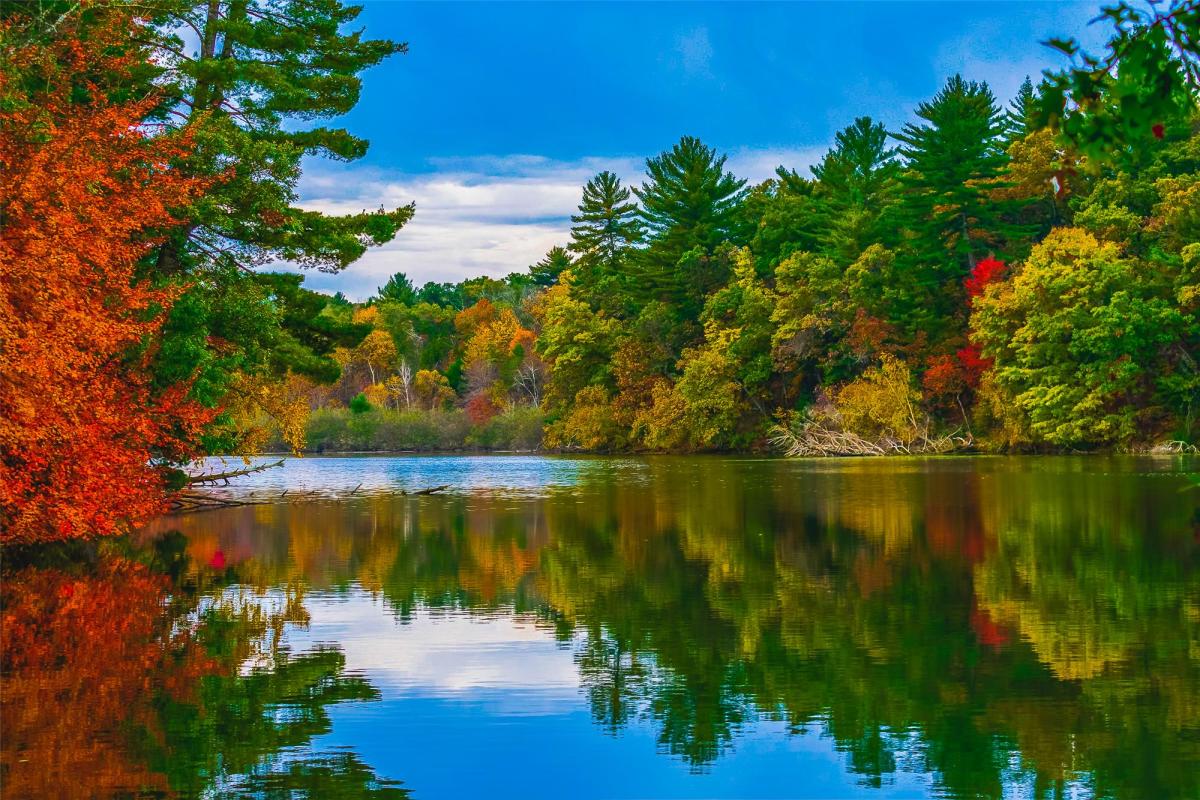 green leaf fall river