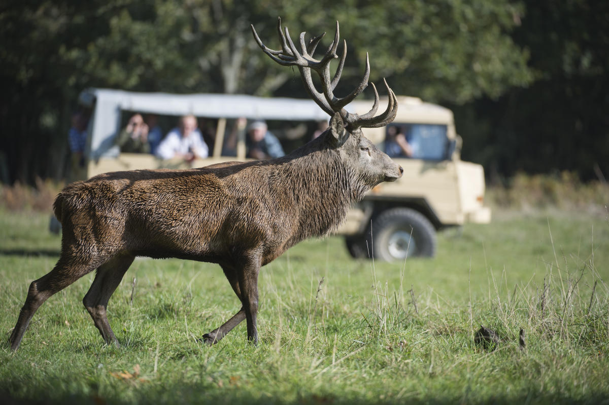 Sussex Safaris - Discover the Wild Side of Sussex