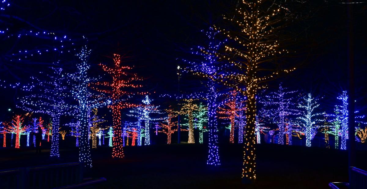 Best Festive Light Trails in Sussex
