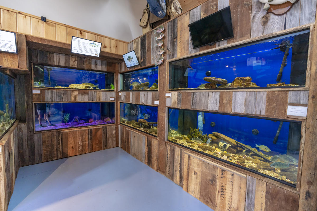 Appalachian Rivers Aquarium - A Freshwater Fish Experience
