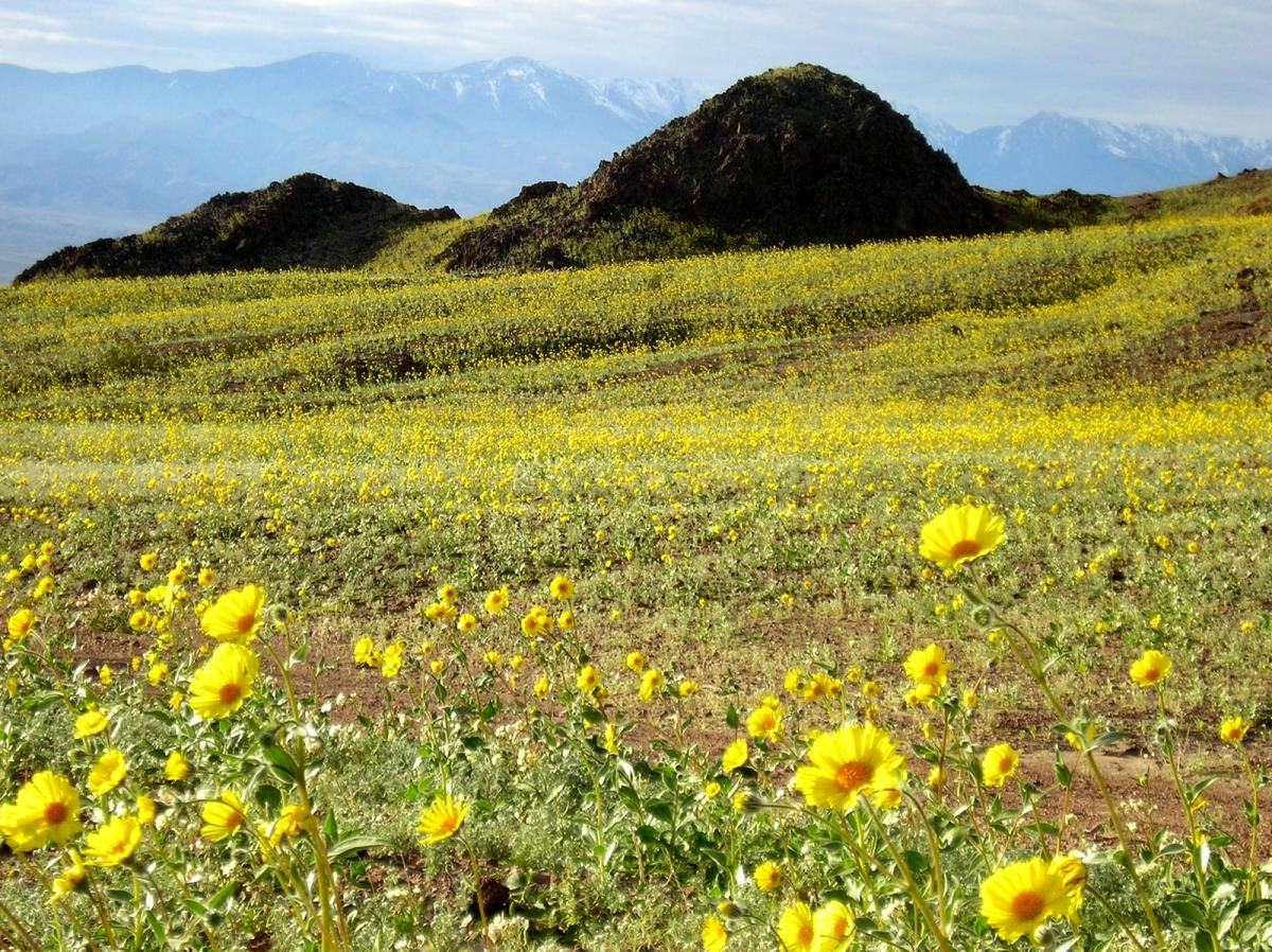 A Rare Wildflower Season in Death Valley