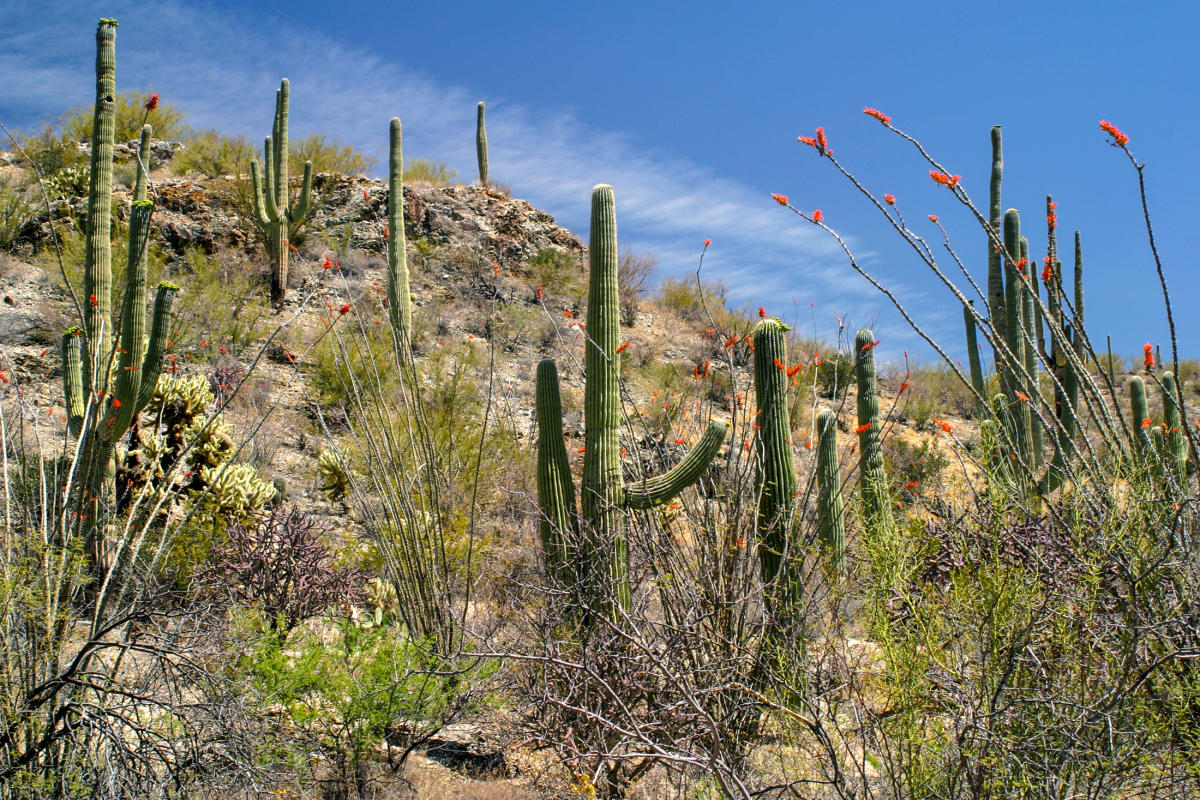 Arizona Bird Watching and Tucson Adventure
