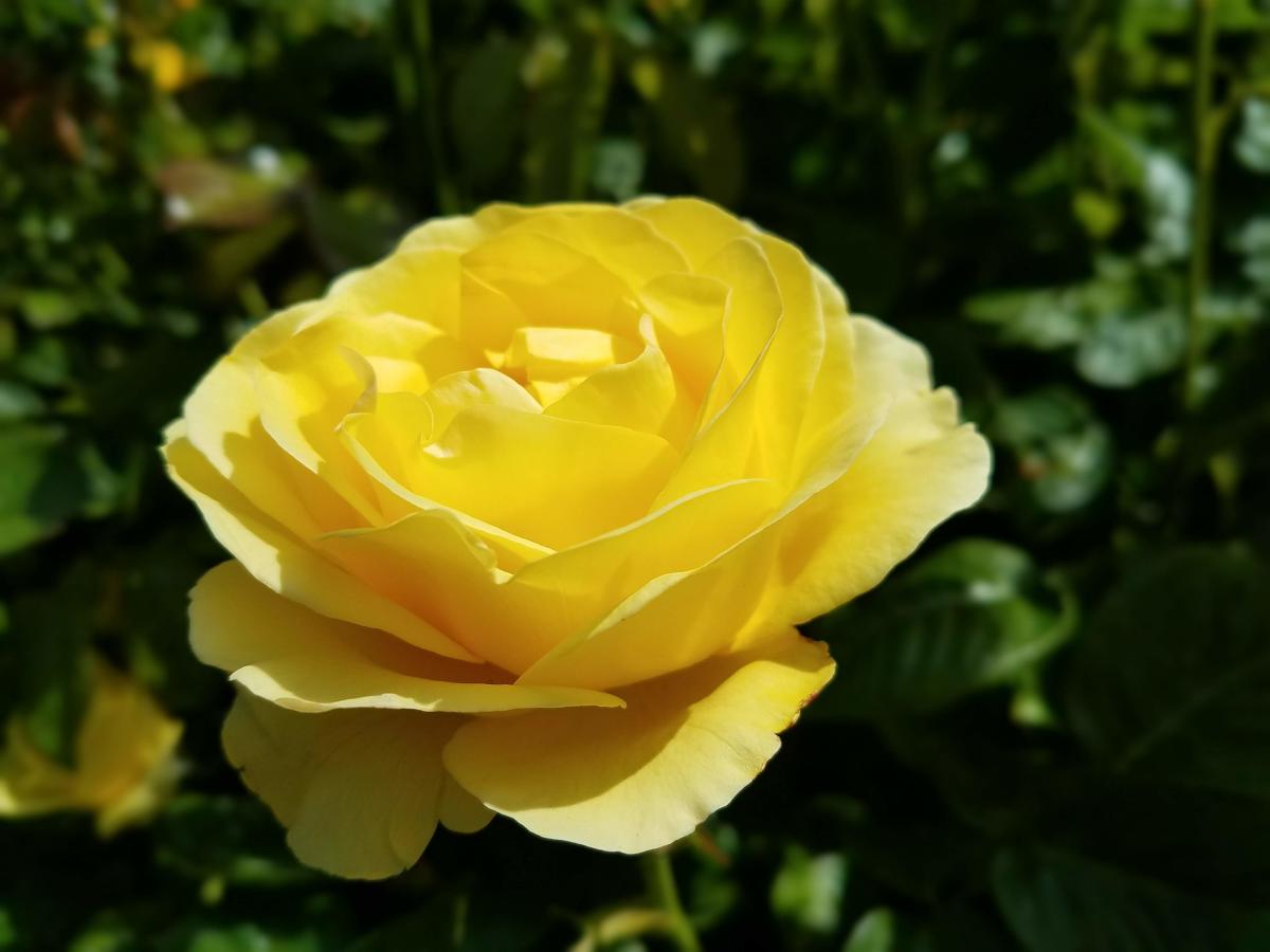 Point Defiance Park Rose Garden blooming to fragrant perfection