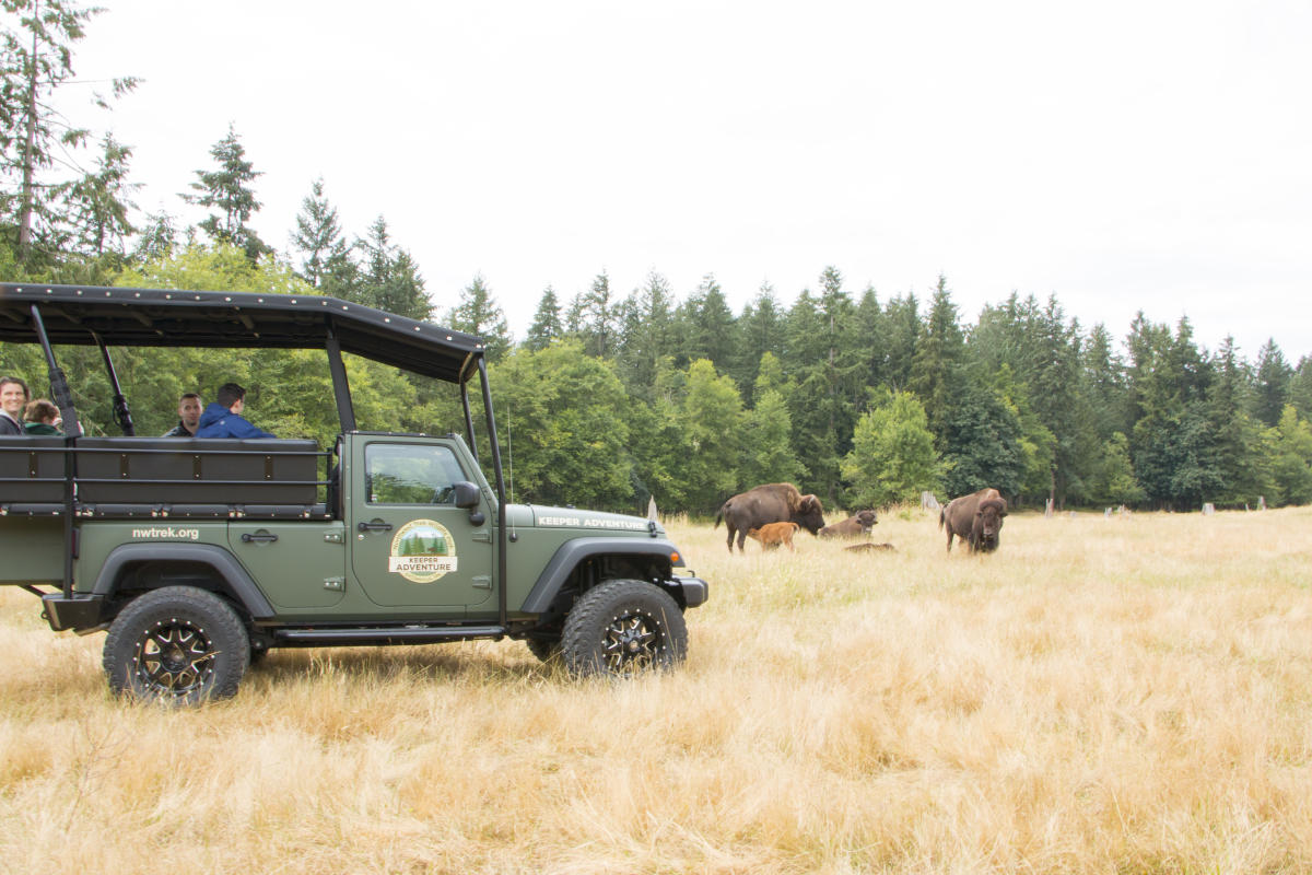 Take a drive on the wild side