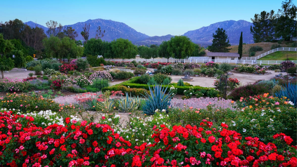 Rose Haven Heritage Garden in Temecula Valley