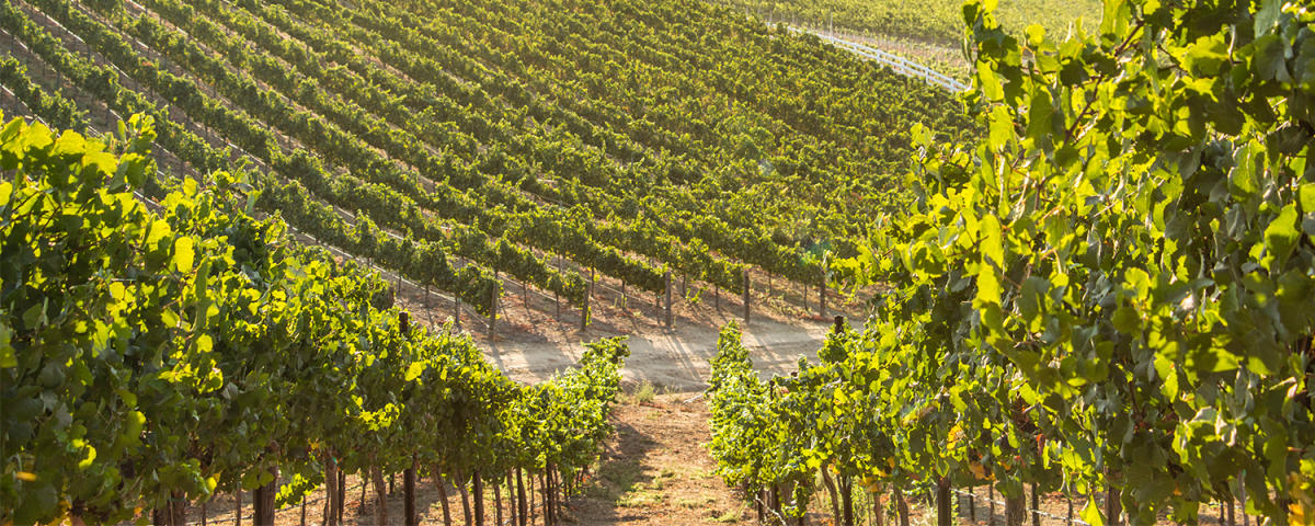 Temecula Vacation Itineraries - Getaway - Temecula CA