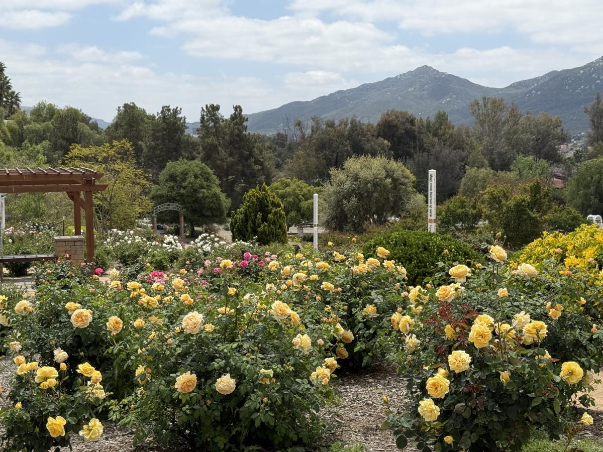 Rose Haven Heritage Garden Enters Full Bloom