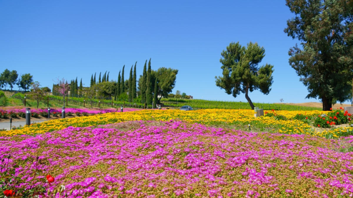 Springtime in Temecula Valley | Wine & Outdoor Activities