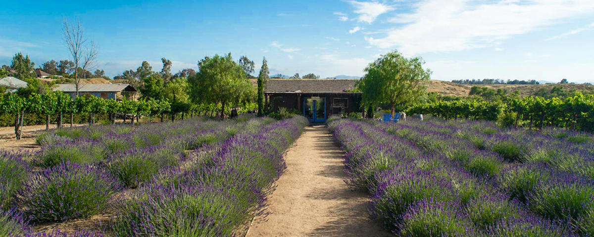 Agriculture in Temecula Valley | Farms & U-Pick Tours