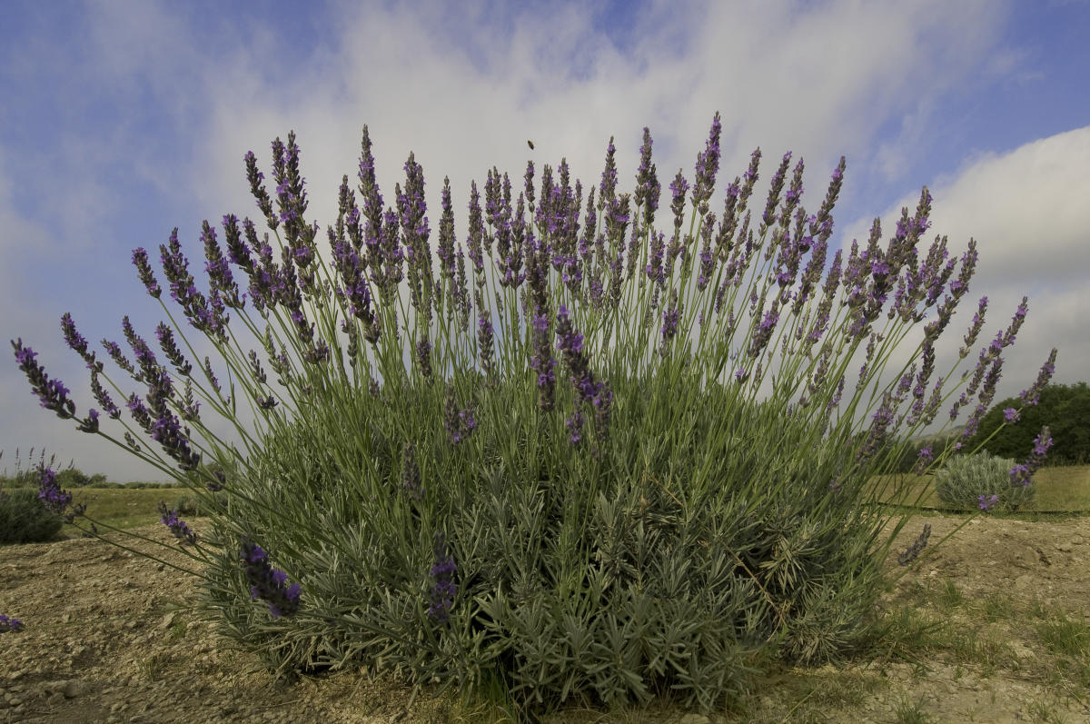 Flower Festivals in Texas | Tulip Gardens, Bluebonnets & Roses