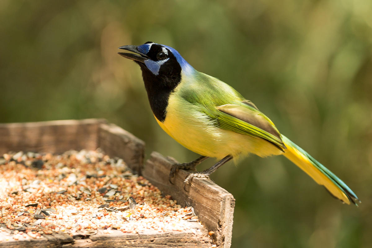 Bird Watching In Texas | Rio Grande Valley Birds & Butterflies